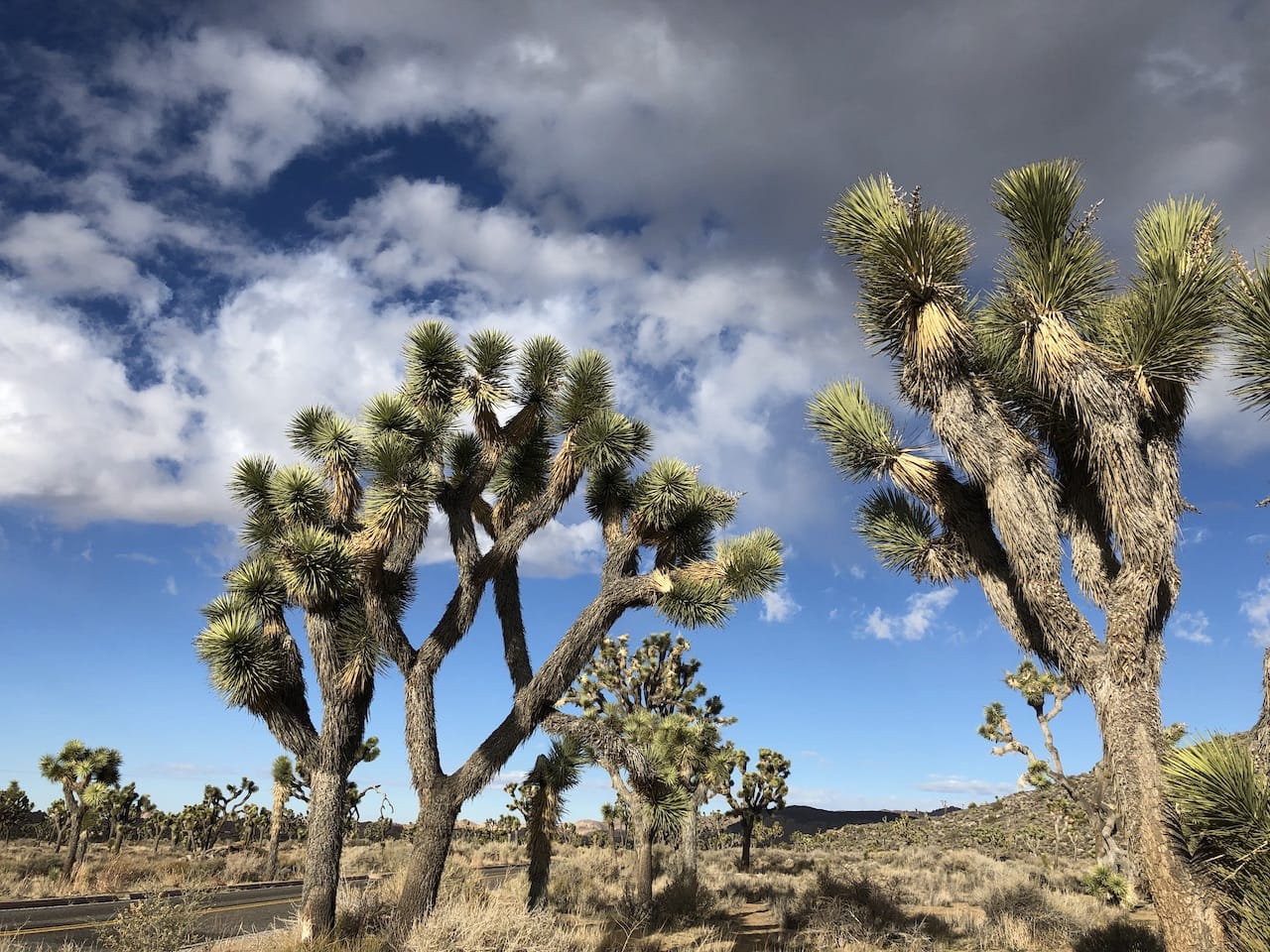 The Perfect 3 Day Joshua Tree Itinerary - Lita of the Pack