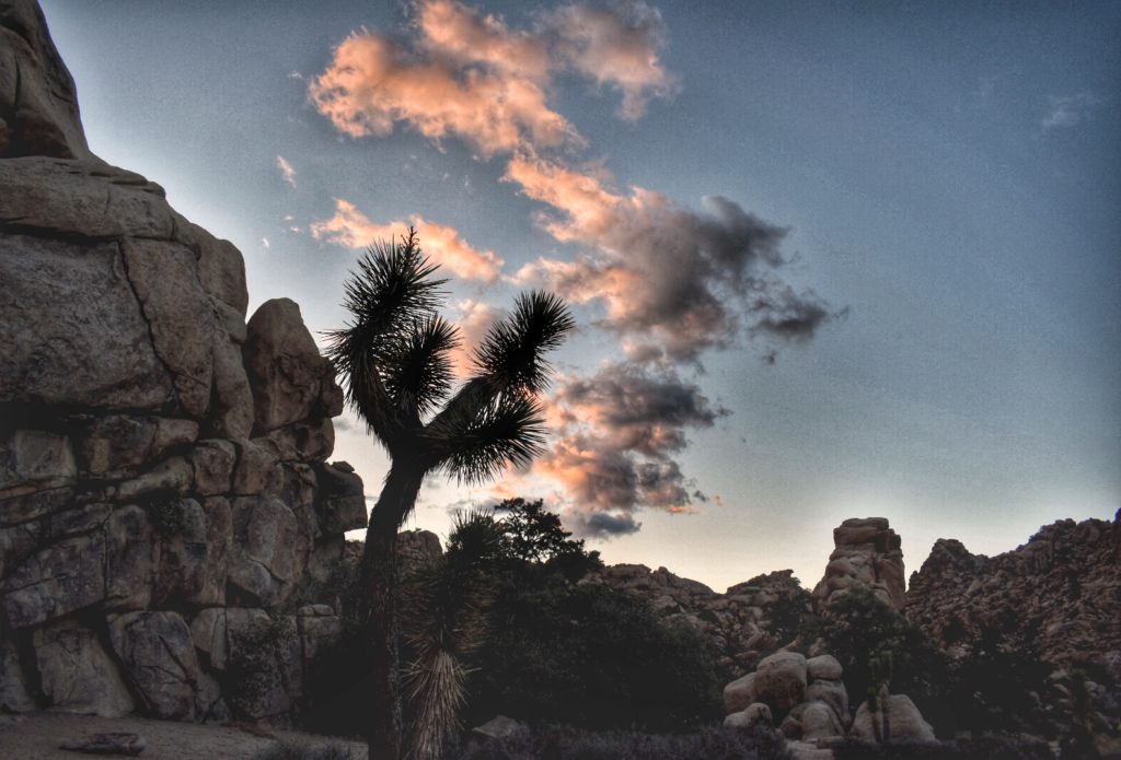 The Perfect 3 Day Joshua Tree Itinerary - Lita of the Pack