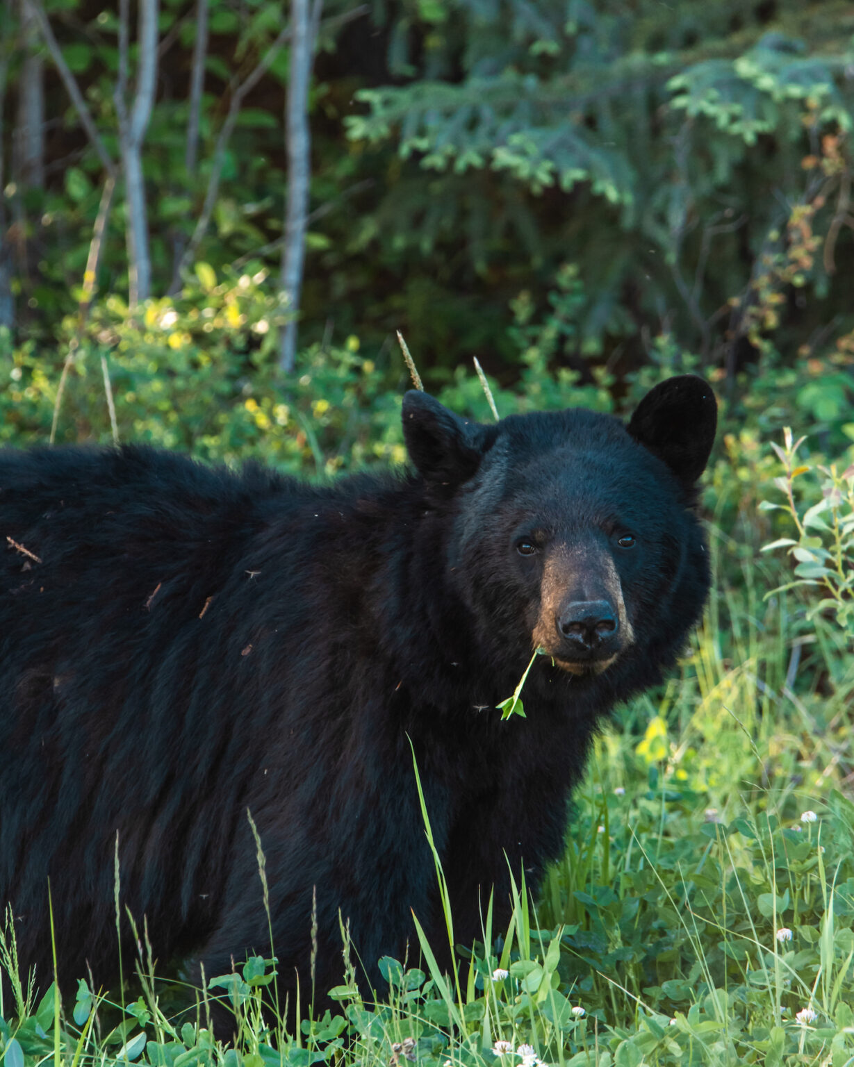 Complete Guide to Driving the Alaska Highway - Lita of the Pack